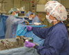 Study: Combined Effects of Exposures Affect Nurses -- Occupational ...