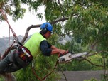 OSHA Seeks Insight on Controlling Hazards in Tree Care Operations ...