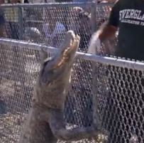 Grainger Everyday Heroes: Alligator Handler -- Occupational Health & Safety