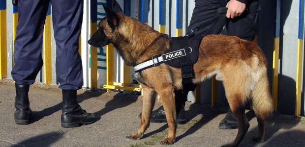 National Detector Dog Trials Set for April 2-5 -- Occupational Health ...