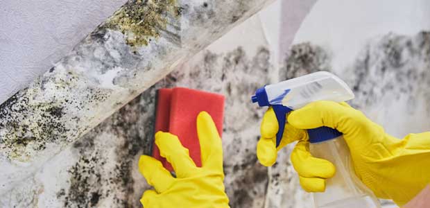The Effects of Mold on Workers and How to Keep It Out of Your Workplace ...