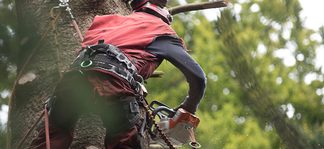 DOL Introduces New Initiative Targeting Safety in Tree and Landscape ...