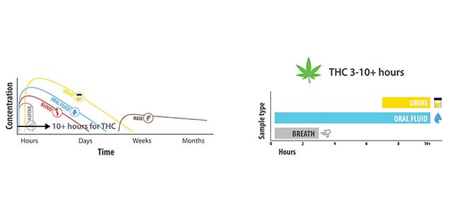 What You Need to Know About the Future of Workplace Testing ...
